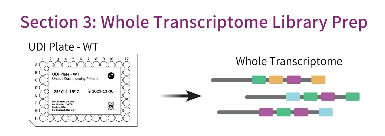 Which UDI plate is required for Evercode WT? – Support Suite - Parse Biosciences